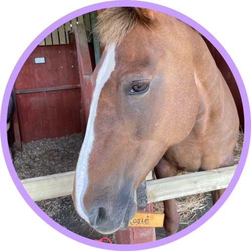 About RDA Abingdon | Empowering Lives Through Horse Riding