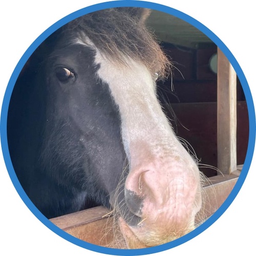 About RDA Abingdon | Empowering Lives Through Horse Riding